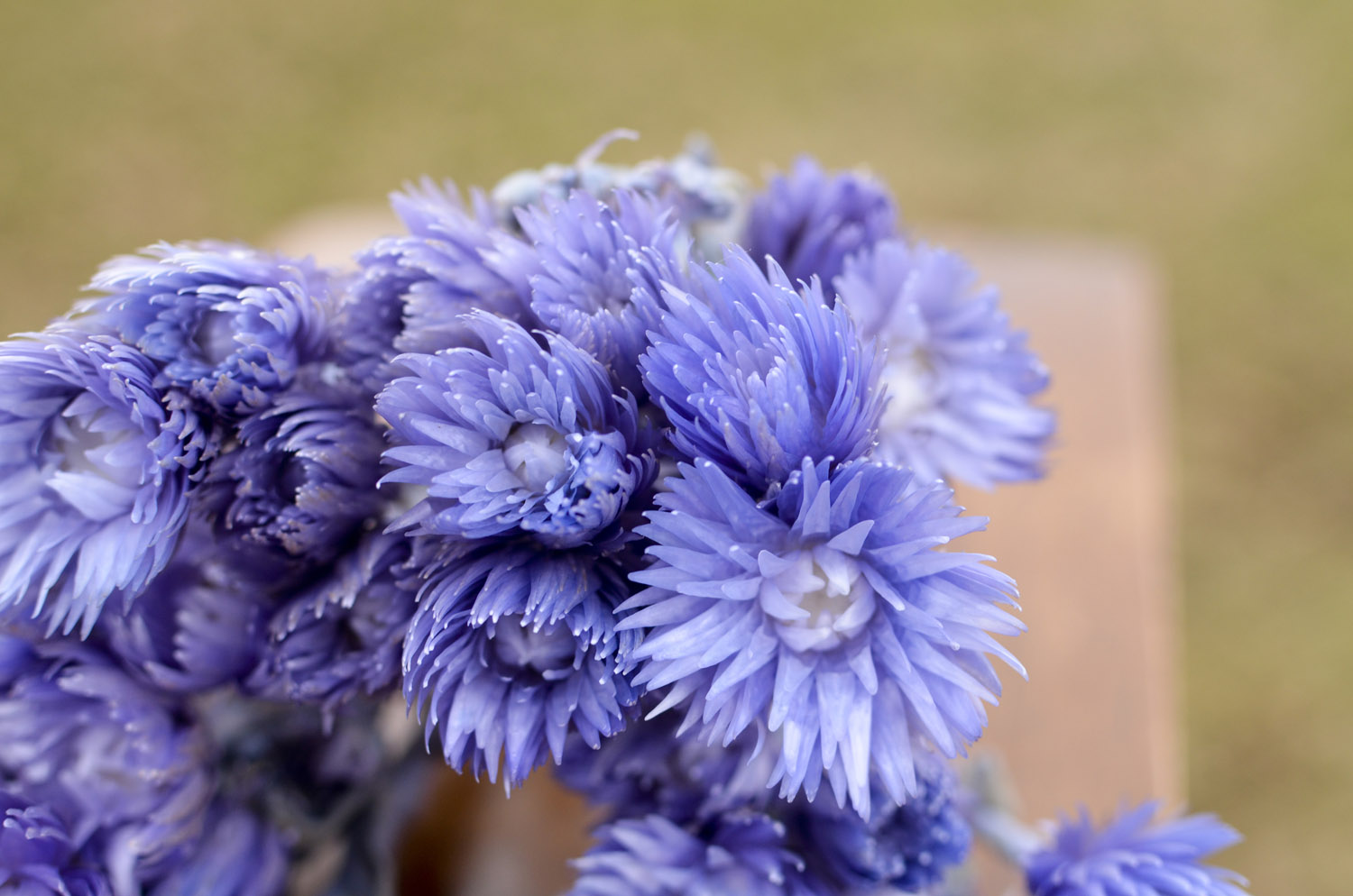 Preserved Light-Purple Everlasting Flowers | The Blaithin Blair Shop