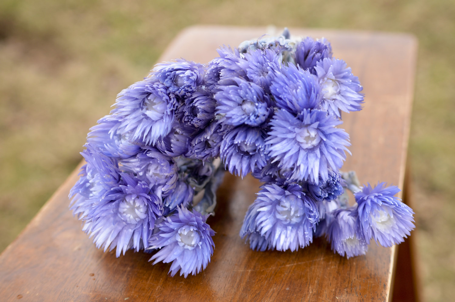 Preserved Light-Purple Everlasting Flowers | The Blaithin Blair Shop