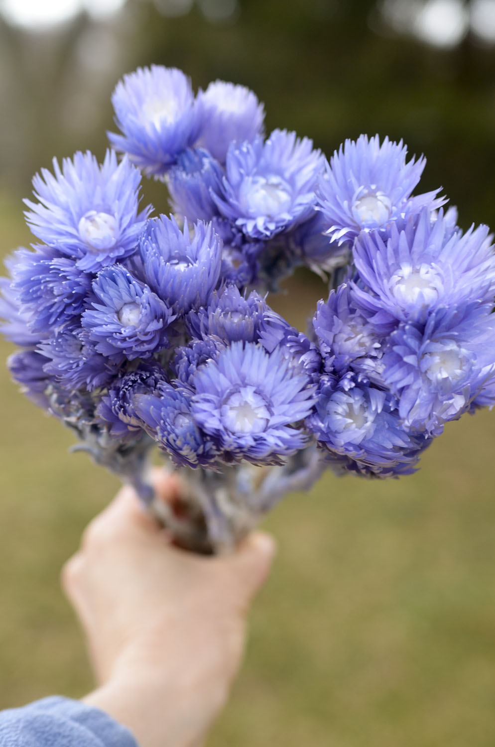 Preserved Light-Purple Everlasting Flowers | The Blaithin Blair Shop