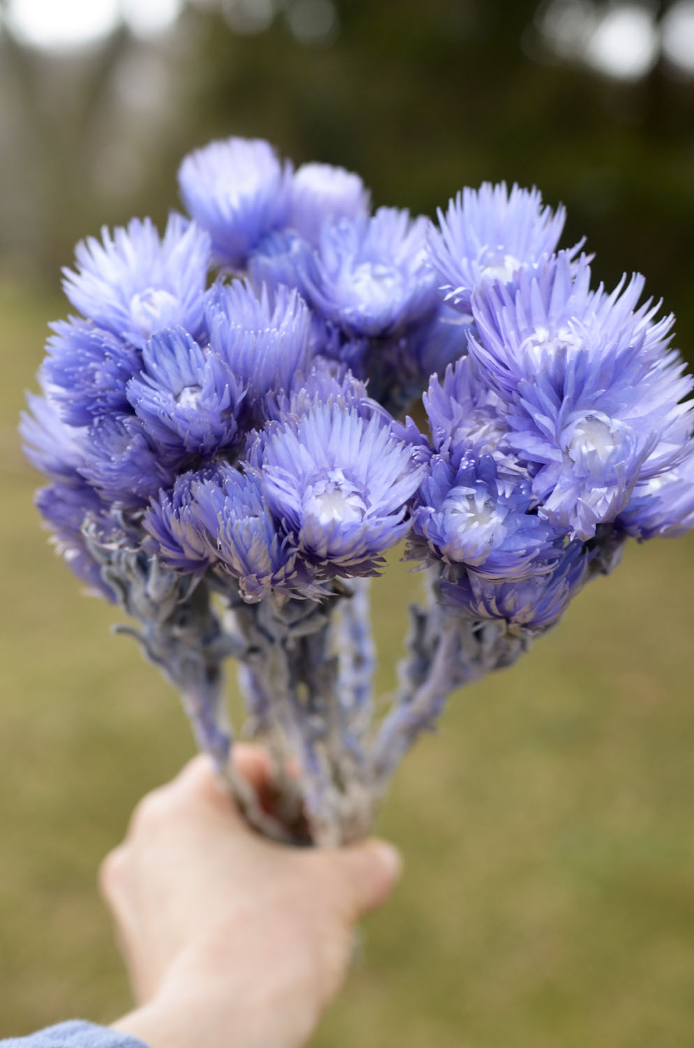 Preserved Light-Purple Everlasting Flowers | The Blaithin Blair Shop